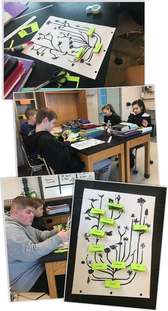 Evolutionary Tree Project – Day 1 – www.MrAscience.com