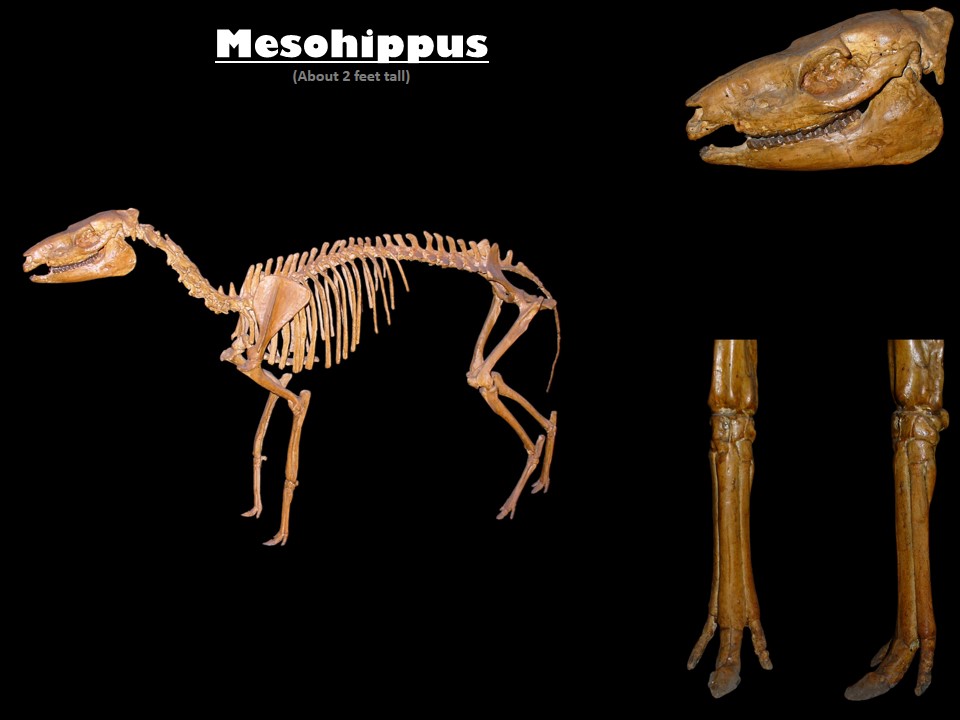The Fossils Carousel – www.MrAscience.com