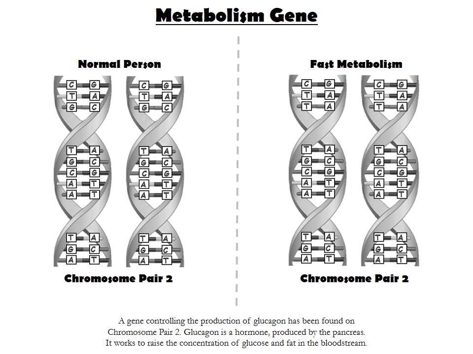 Discovering Genes – www.MrAscience.com